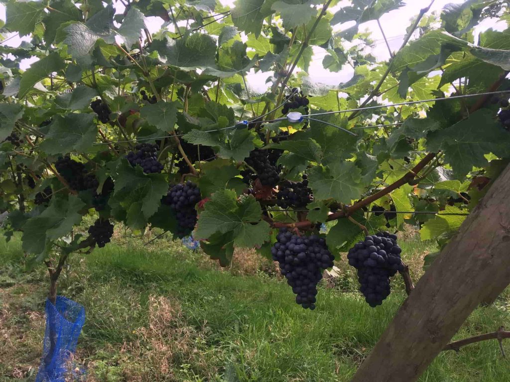 Blue Moon Wines: Radnorshire's Incredible Welsh Wine